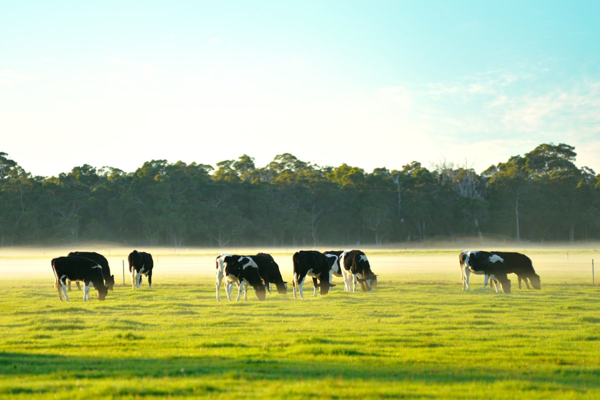 Dairyglobal Australia To Welcome Uk And Irish Dairy Farmers