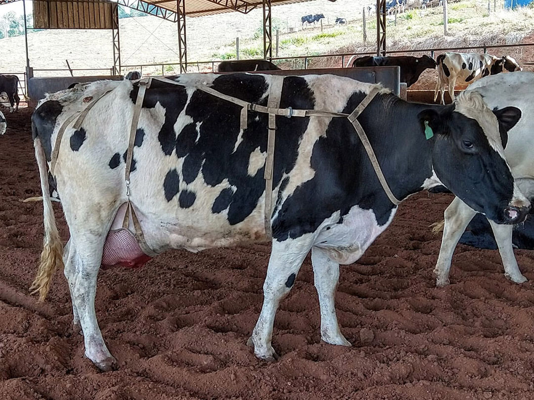 Causes Of Udder Oedema In Dairy Cows All About Cow Photos