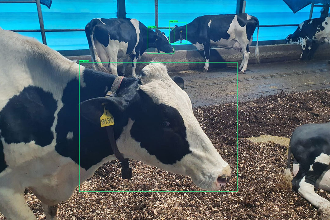 Cow Face Recognition Computer Vision Dataset By Peerayut Nilchuen Hot